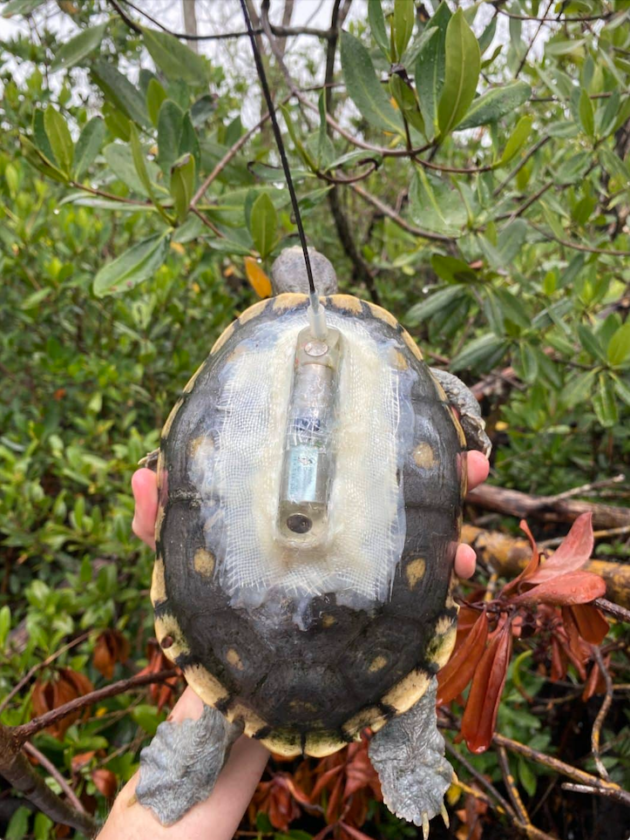 SCCF joins terrapin satellite-tagging project - SANIBEL-CAPTIVA ...
